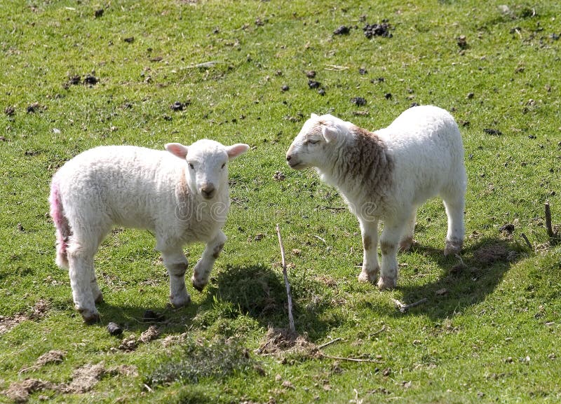 Two Lambs stock photo. Image of farm, sheep, mountain, animals - 743756