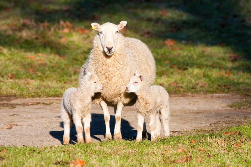 Two Young Lambs Feeding from Mother Ewe Stock Photo - Image of baby ...