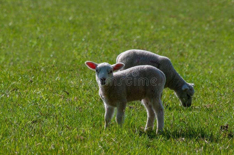 Two Lambs in Field, One Facing Stock Image - Image of focus, seasons ...
