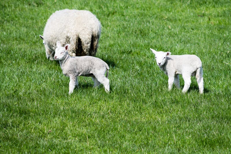 Two Lambs stock image. Image of play, jumpy, baby, offspring - 40755223