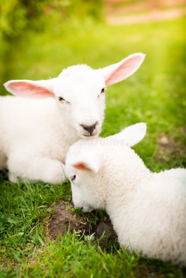 108 Cuddling Lamb Stock Photos - Free & Royalty-Free Stock Photos from ...