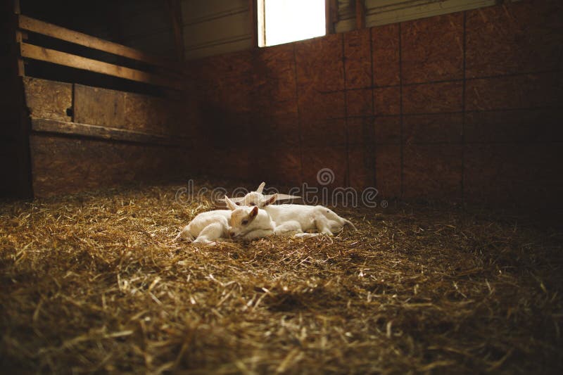 Two Lambs Laying in the Hay and One is Sleeping Stock Image - Image of ...