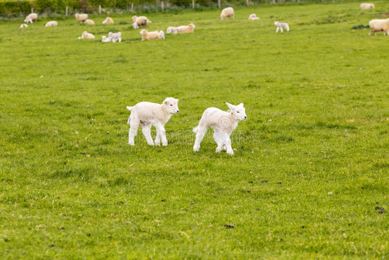 Two lambs in a meadow stock image. Image of field, rural - 143361425