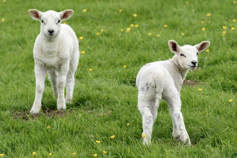 Two lambs in a meadow stock image. Image of flowers - 116412103