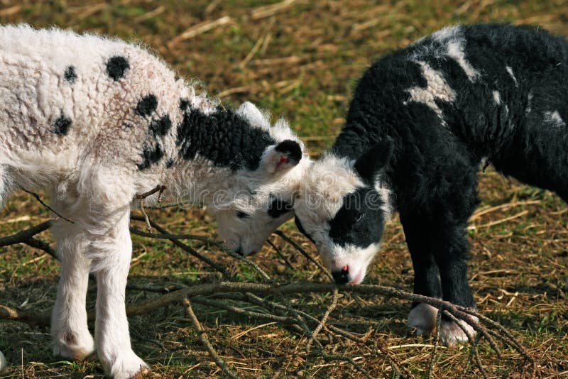 Two lambs stock photo. Image of born, lamb, farm, family - 30076592