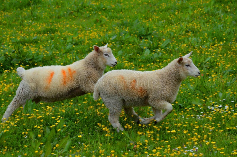 Two Lambs stock photo. Image of agricultural, rural, sheep - 82099392