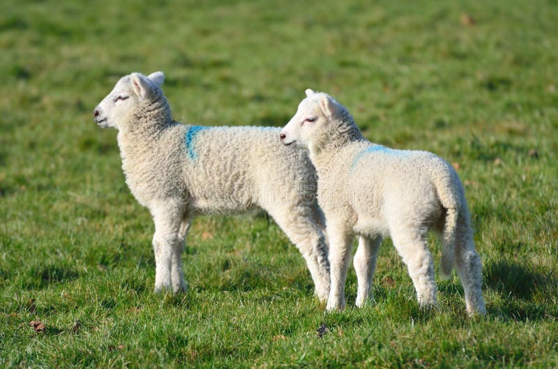 Lambs Playing stock photo. Image of farmer, cawl, gamboling - 93884