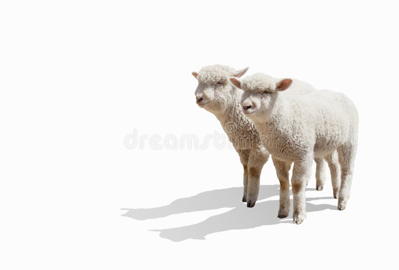 Two lambs stock photo. Image of innocent, wool, warm - 61625986