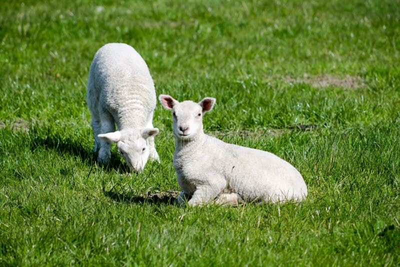 Two Lambs stock photo. Image of offspring, pasture, springtime - 40757404