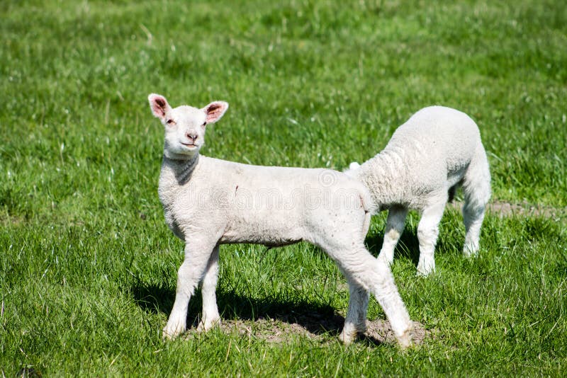 Two Lambs stock photo. Image of naive, pasture, isolated - 40757554