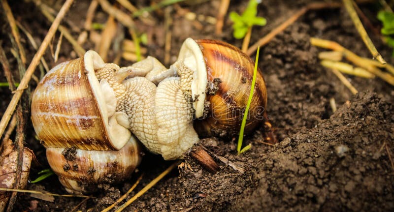 Mating Snails 2 stock image. Image of bugs, slime, snail - 39668043
