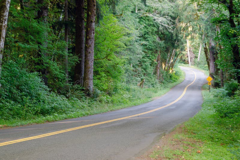 Two Lane Road Cuts through Dense Tree Canopy Hoh Rainforest Stock Photo ...