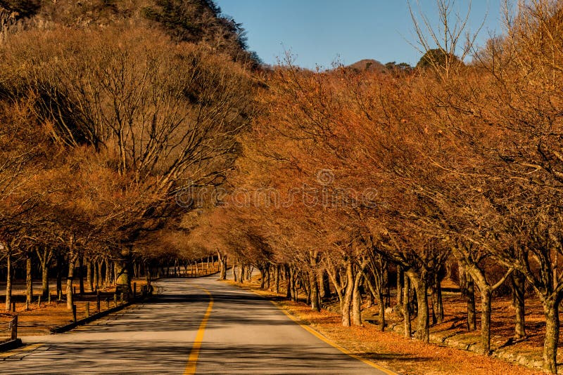 Two Lane Road Lined with Leafless Trees Stock Image - Image of ...