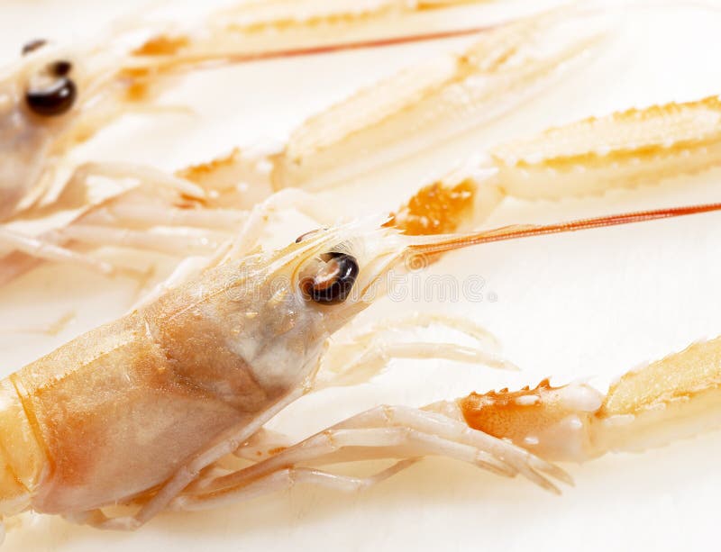 Two Langoustines on a White Cutting Board Stock Image - Image of ...