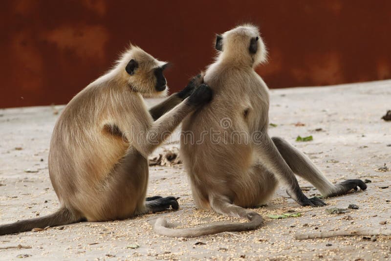 Two Langurs Doing Their Routine Task in India Stock Photo - Image of ...