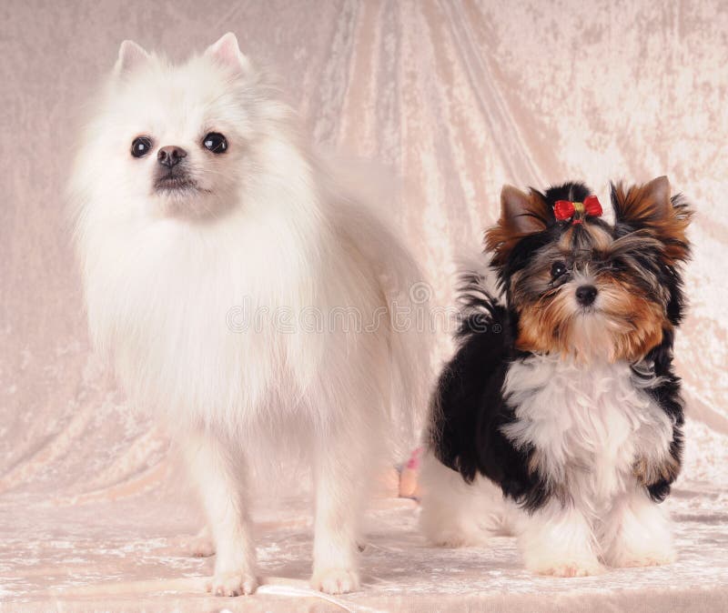 Two Pretty Dogs in Christmas Costume Stock Photo - Image of time, santa ...