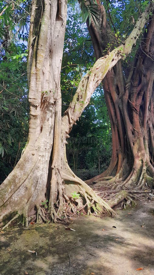Two large banyan trees stock photo. Image of banyan - 267538098