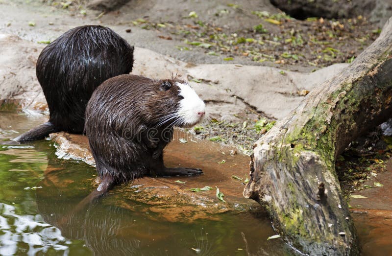 Two Large Beavers at the Shore Stock Image - Image of grass, beaver ...