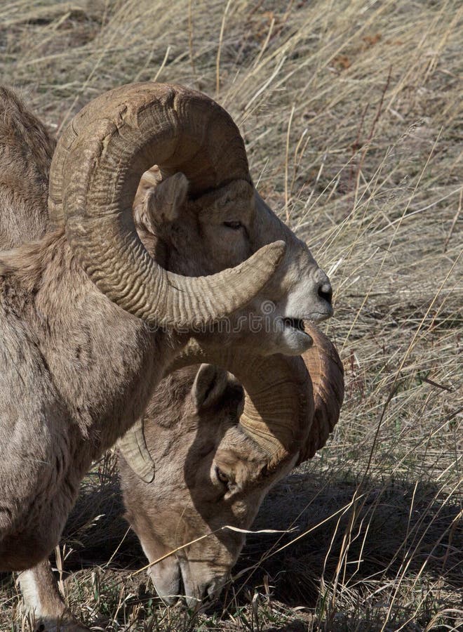 Two Large Big Horn Rams Grazing Stock Image - Image of grasses, spring ...