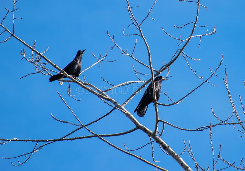 Two Large and Black Crows Stand on the Branches of a Tree Stock Photo ...