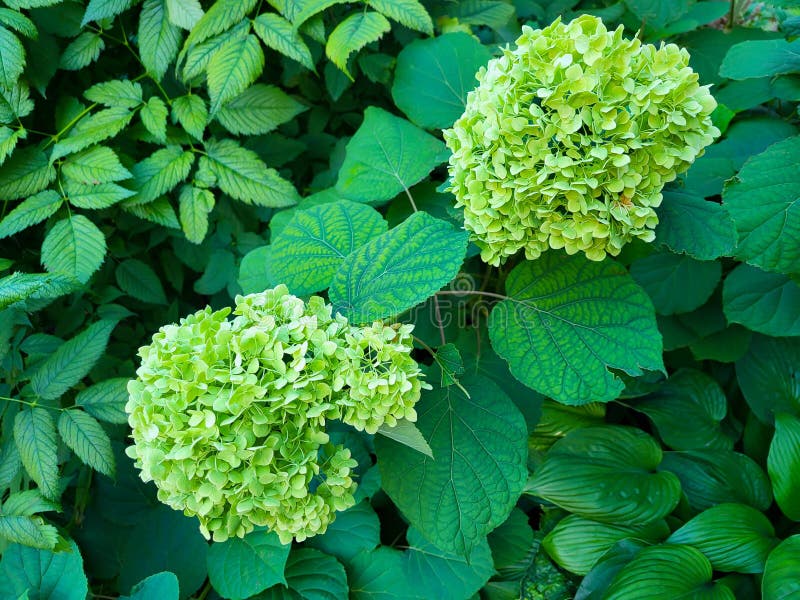 Two Large Blooming Green Hydrangea Flowers on the Background of Their ...