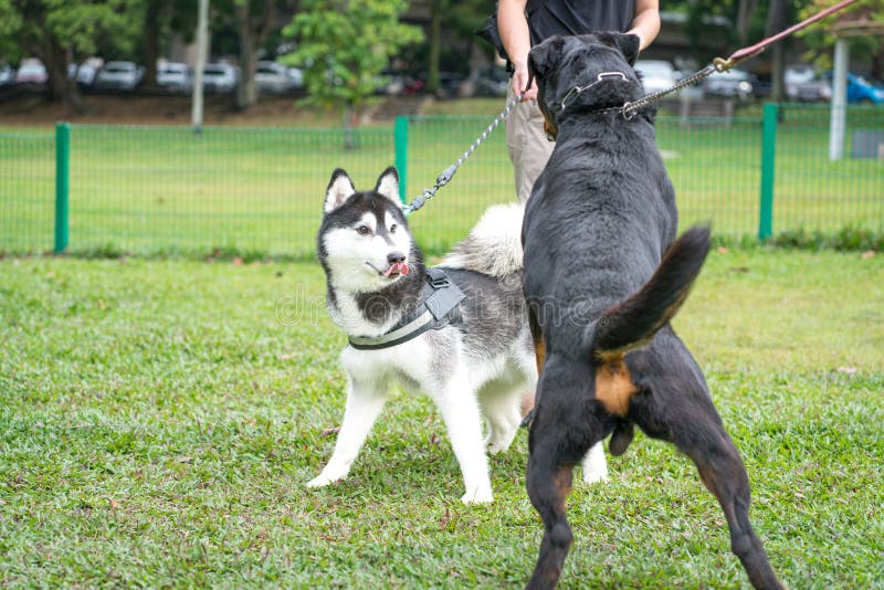 Dogs Playing in the Field. Dog Social Concept Stock Photo - Image of ...