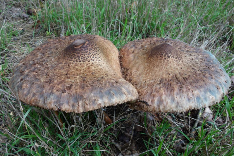 Brown toadstools in forest stock image. Image of common - 55385067