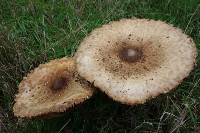 Brown toadstools in forest stock image. Image of common - 55385067
