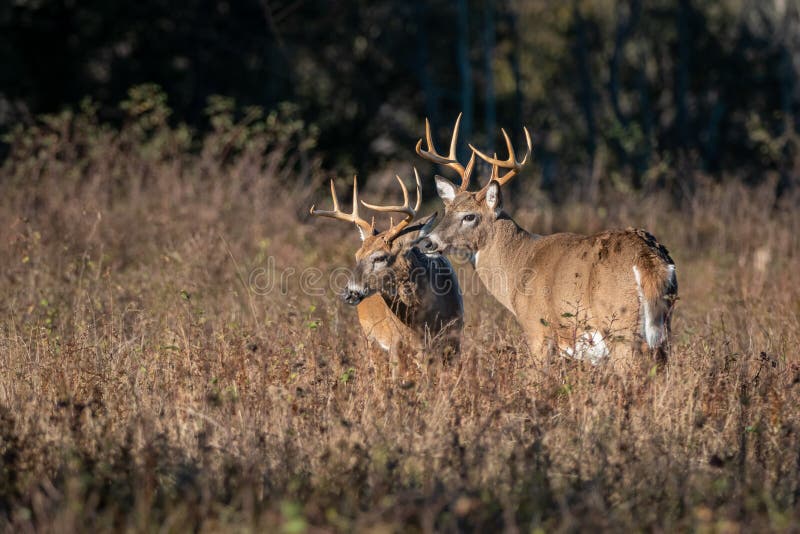 Portrait of Two Large Bucks Stock Photo - Image of disease, deer: 139873296