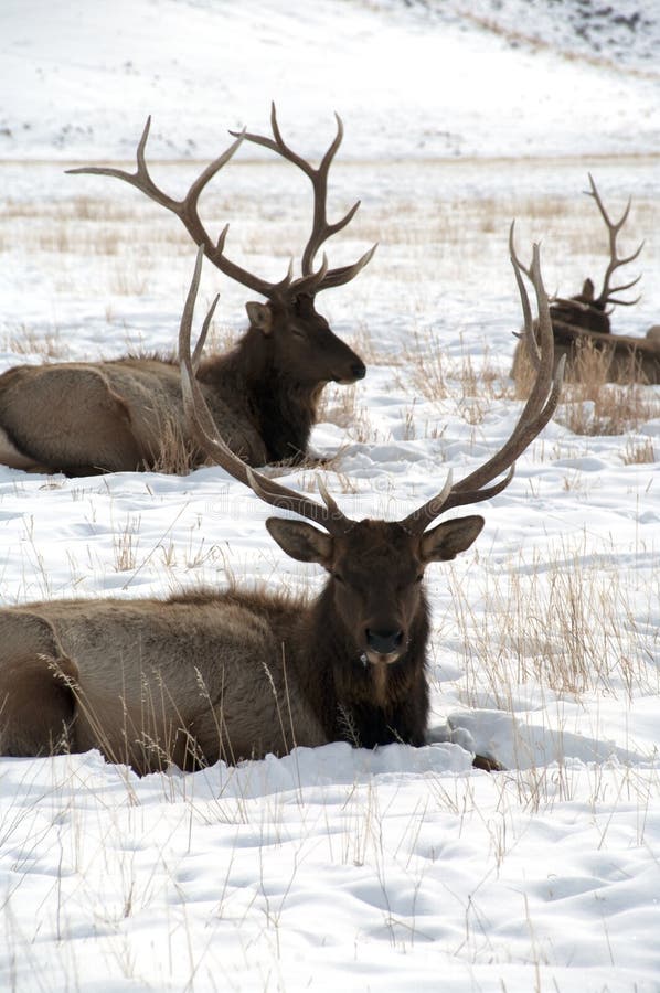 Two Large Bull Elk with Large Antlers Laying in Snow Stock Photo ...