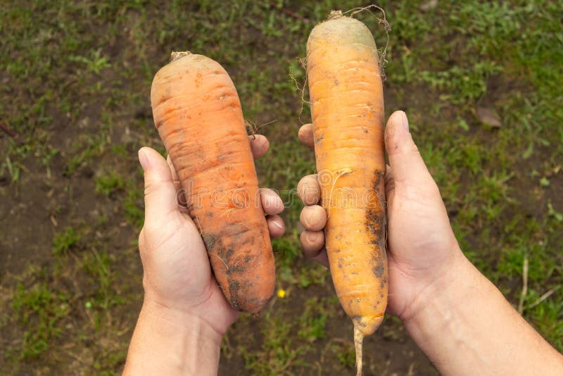 Two Large Carrots are in Men S Hands. Harvest in Autumn Stock Image ...