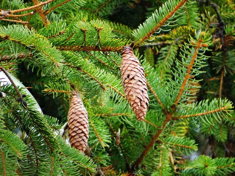 Clusters of fir cones stock photo. Image of branch, branches - 106047464