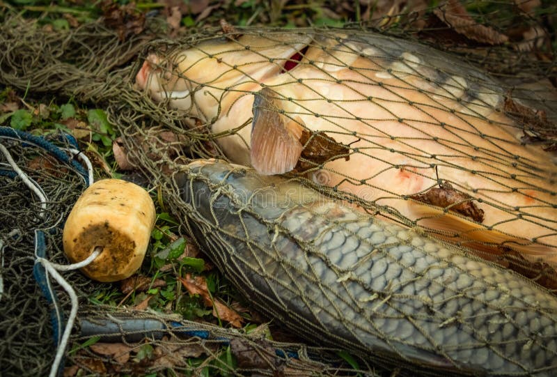 Two Large Different Carp Caught in a Net Lie on the Shore Stock Image ...