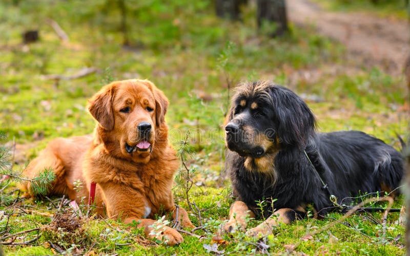 Two Large Dogs Fighting on the Beach Stock Image - Image of dogs ...