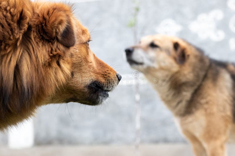 Two Large Dogs Look Threateningly at Each Other Stock Photo - Image of ...