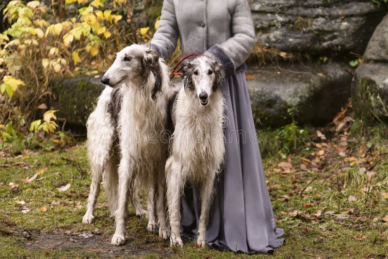 Two large dogs in the Park stock image. Image of outdoors - 147228353