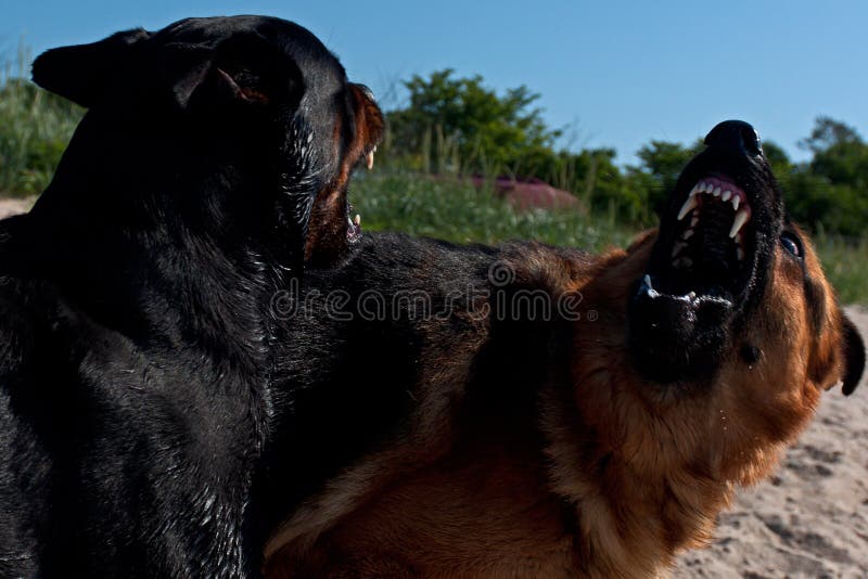 Two Large Dogs Shows Strength Stock Photo - Image of competition, loyal ...