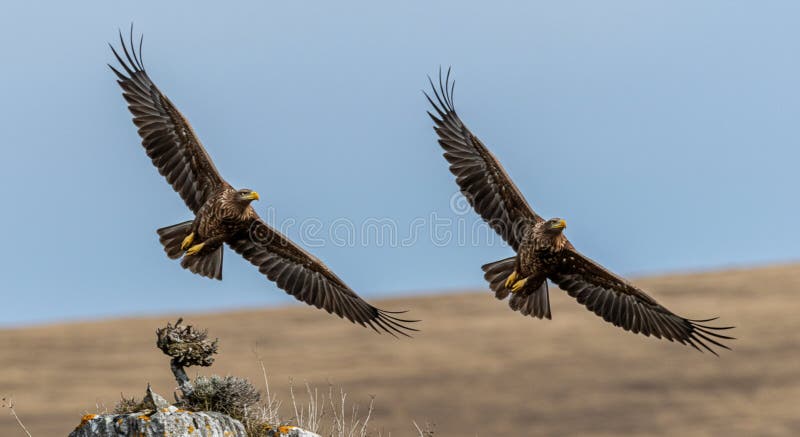 Two Large Eagles with Dark Brown Plumage Soar in the Sky, Wings Fully Extended. Stock ...
