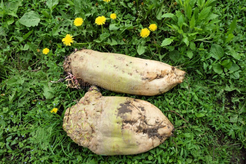 Fresh Harvest Of Fodder Beet Stock Image - Image of root, beta: 88503401