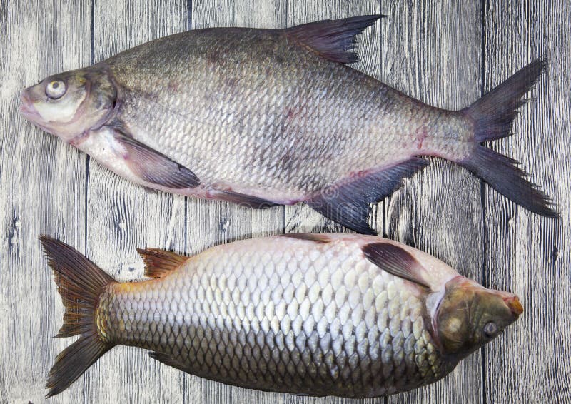 Two Large Fresh Carp Live Fish Lying on a Wooden Board Stock Image ...