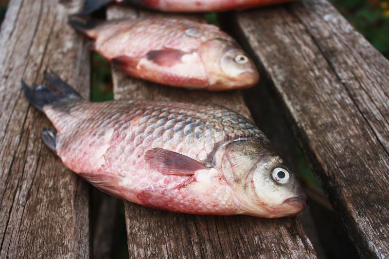 Two Large Fresh Carp Lying on a Wooden Table. Stock Image - Image of ...