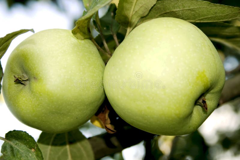Two large green apples stock image. Image of eating, healthy - 10515667