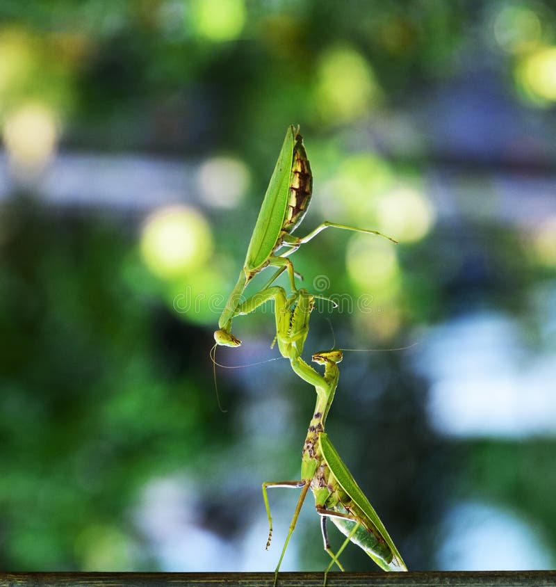 Two Large Green Praying Mantis on a Branch Stock Photo - Image of ...