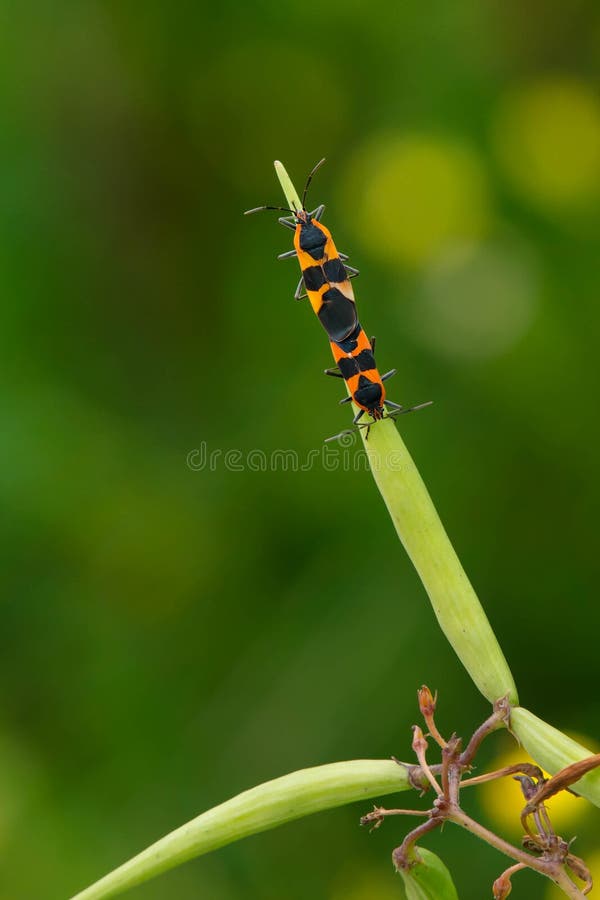 Large Milkweed Bug - Oncopeltus Fasciatus Stock Image - Image of true ...