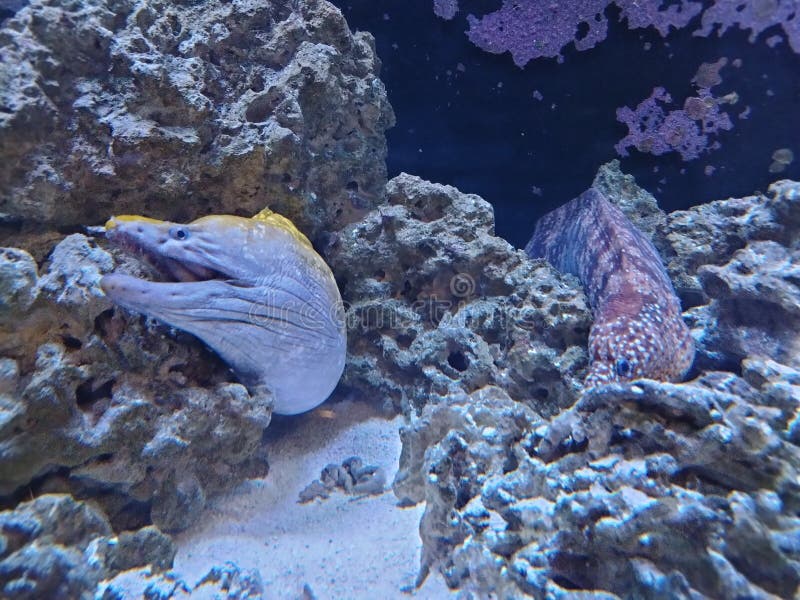 Two large Moray eels stock photo. Image of eels, sealife - 264533572