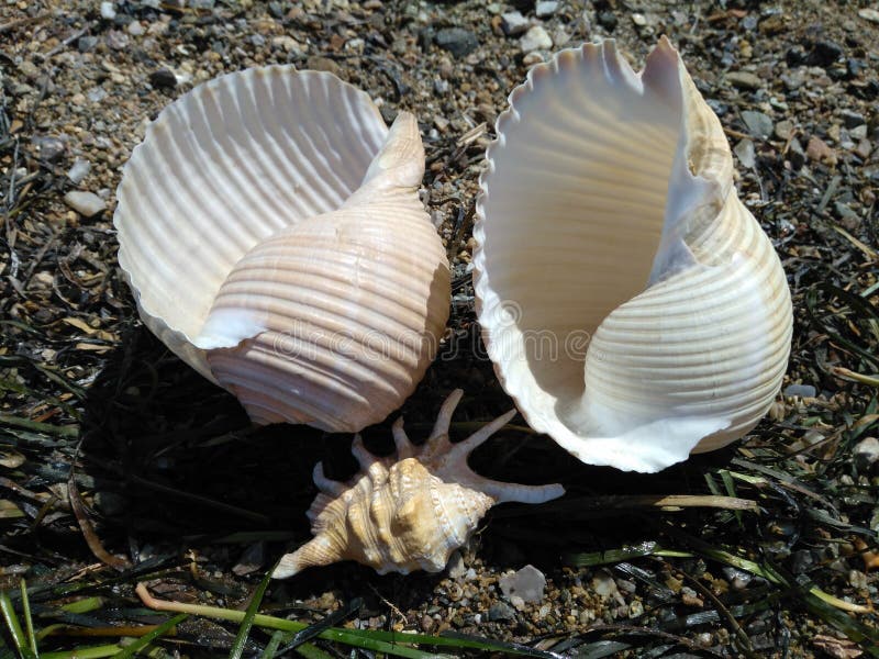 Two Large and One Small Seashells on the Shore. Stock Image - Image of ...