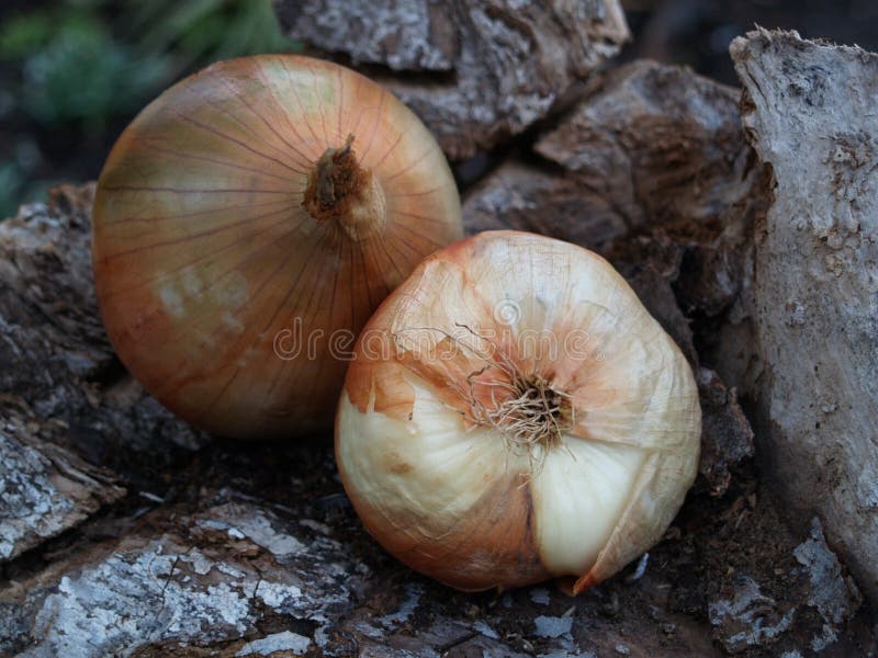 One Large Red Onions Looking To Get Cut Stock Photo - Image of looking ...