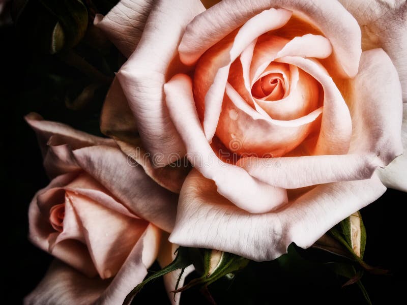 Two large pink roses stock photo. Image of bloom, background - 89399766