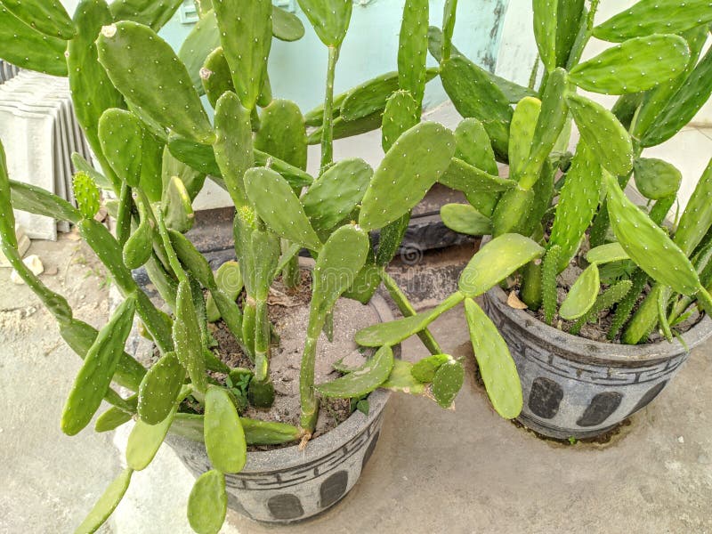 Two Large Potted Cacti with Long, Flat Pads and Sharp Spines. Stock ...