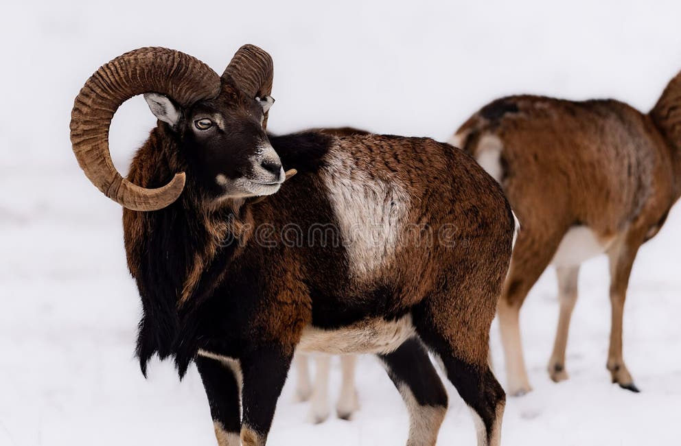 Large Rams on a Snowy Mountain Range in the Wild Stock Image - Image of ...